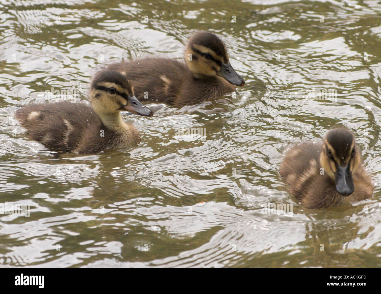 3 Baby ducklings on river Stock Photo - Alamy