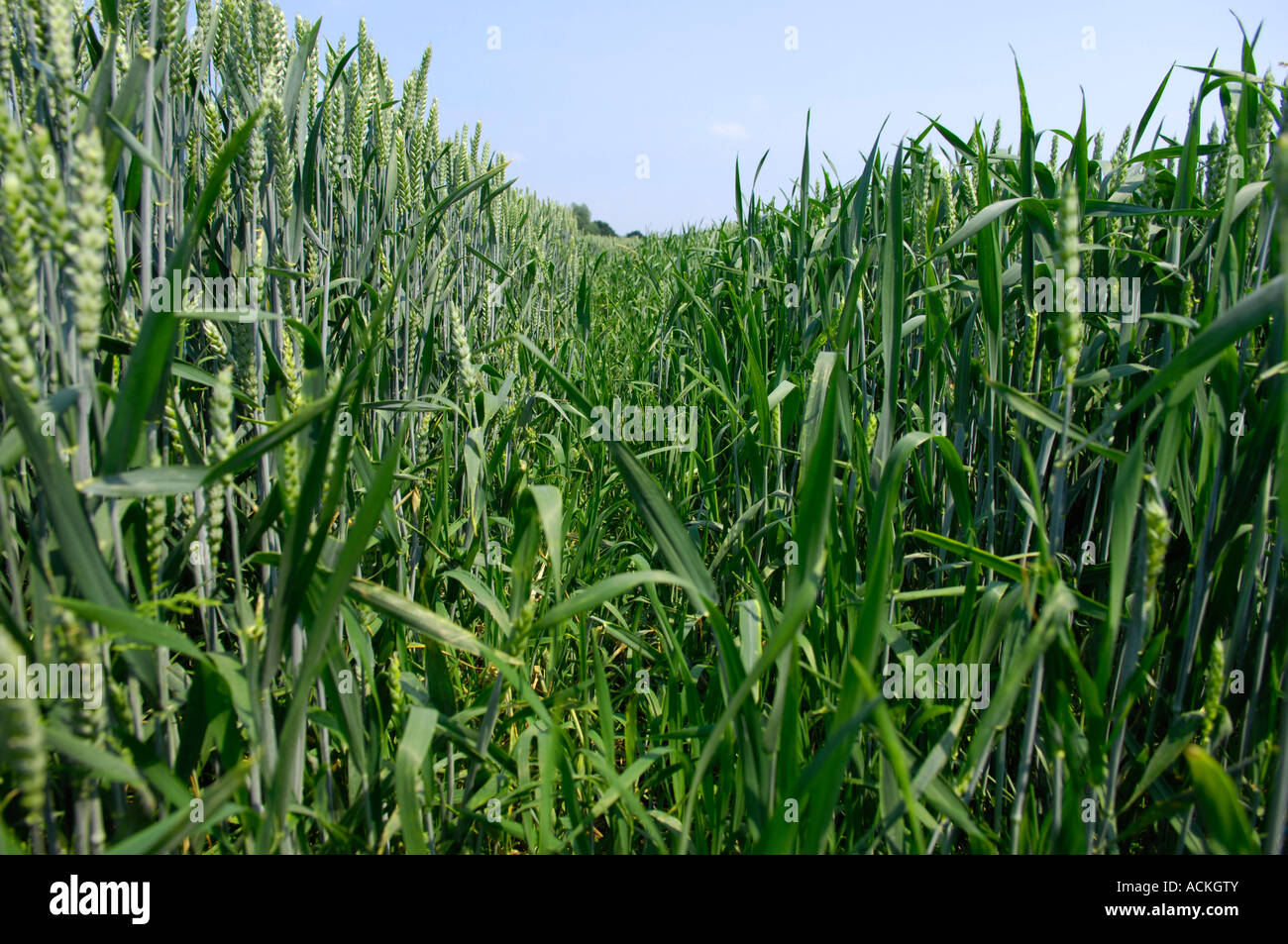 tall grass green rural blue sky countryside german germany generic ...
