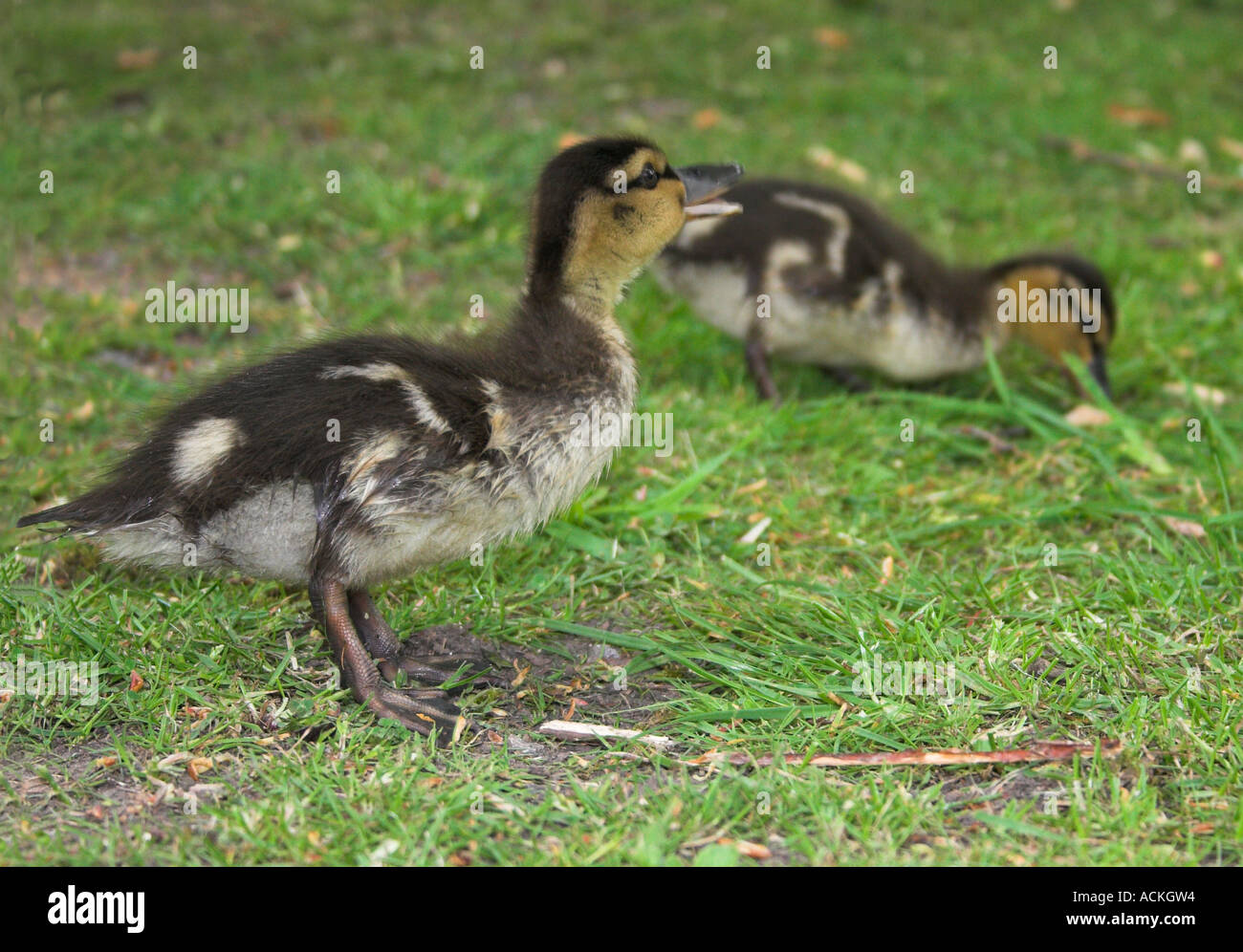 Baby Mallard Ducks speckled fluffy cute cuddly birds Stock Photo - Alamy