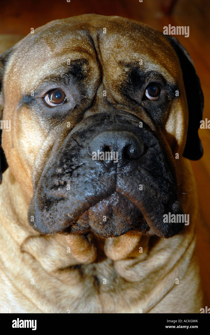 Bull Mastiff Dog Portrait Stock Photo - Alamy