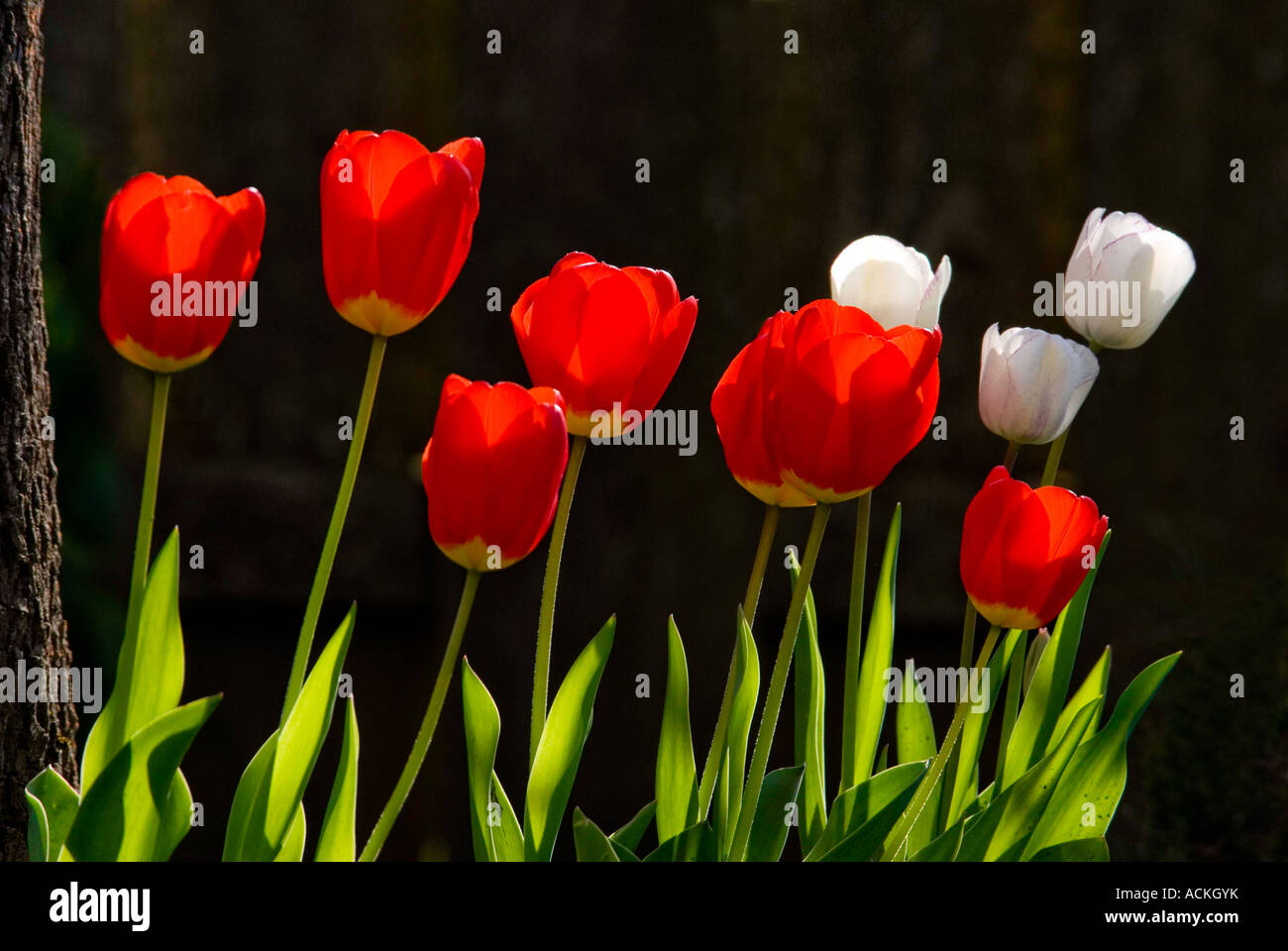 Tulip flowers in springtime in backyard of private residence Beaverton ...
