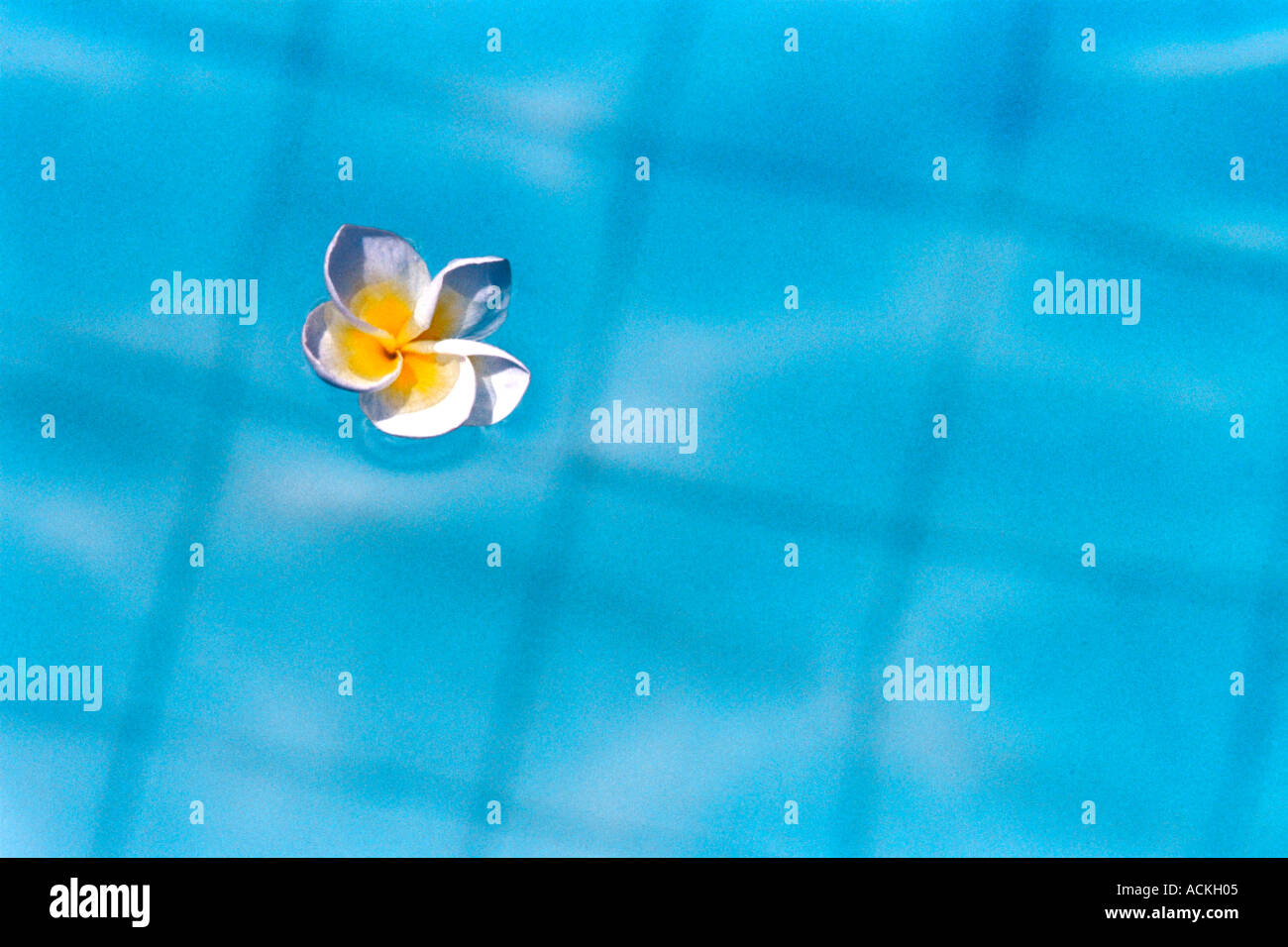 jasmine white flower floating on the swimming pool Stock Photo - Alamy
