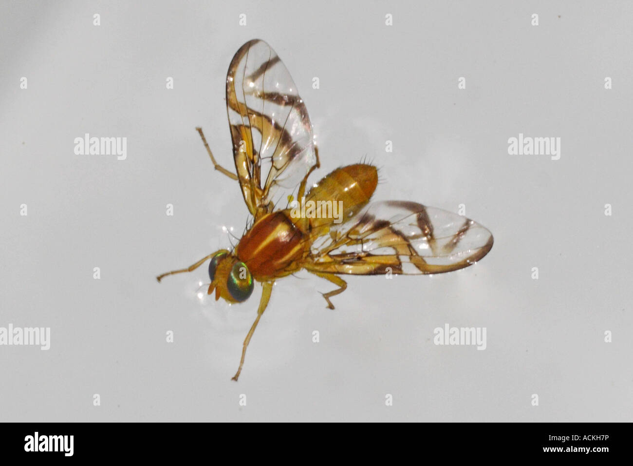 Fly swimming in the water, Sachica, Boyacá, Colombia, South America ...