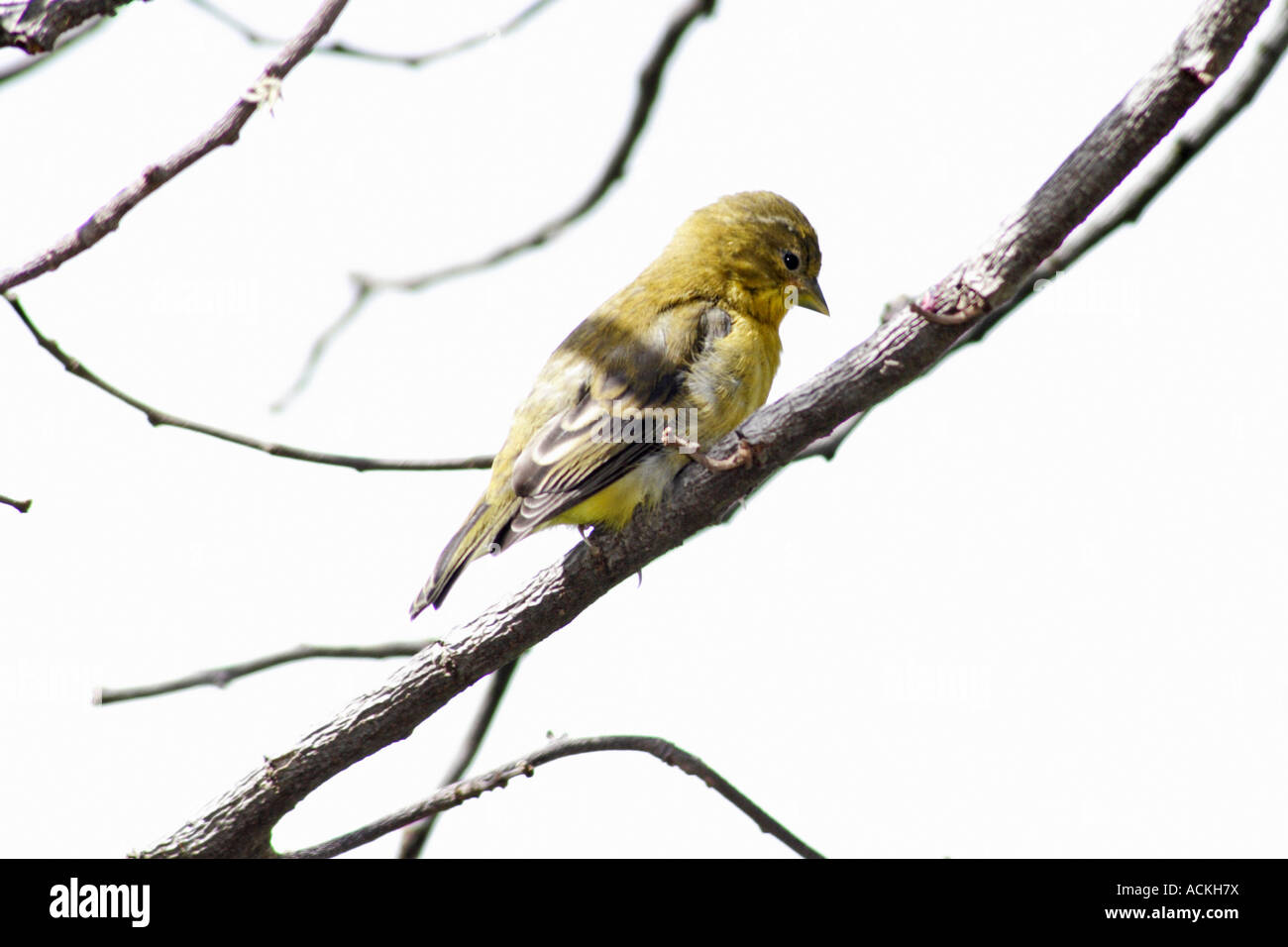 canary (Serinus Canarius), Sachica, Boyacá, Colombia, South America ...
