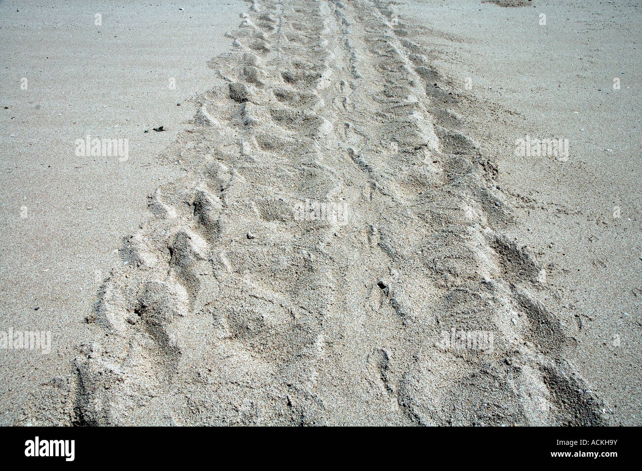Tracks in beach made by nesting green sea turtle Chelonia mydas Stock ...
