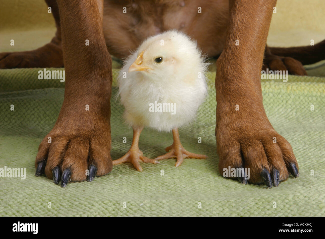 animal friendship : chick between dog's paws Stock Photo - Alamy
