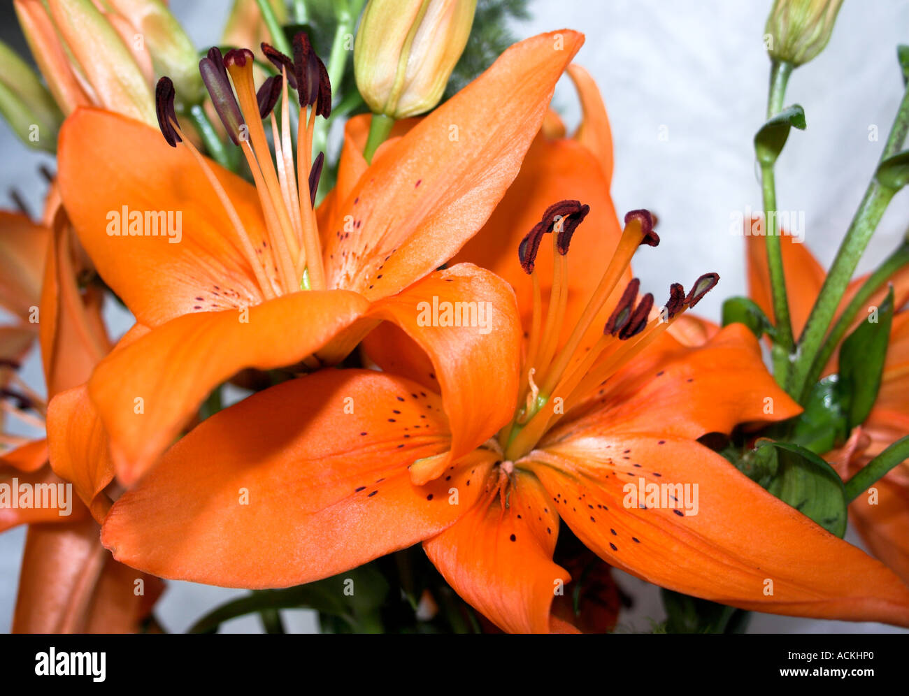 Lily Lilium hybrids Stock Photo - Alamy