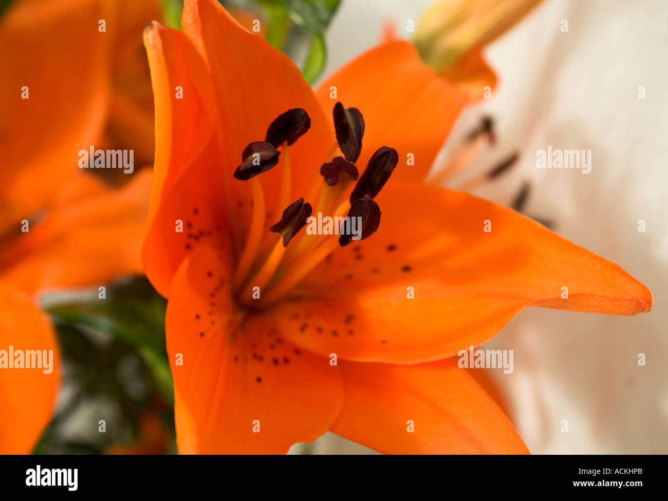 Lily Lilium hybrids Orange Stock Photo - Alamy