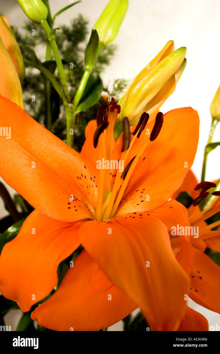 Lily Lilium hybrids Orange Stock Photo - Alamy