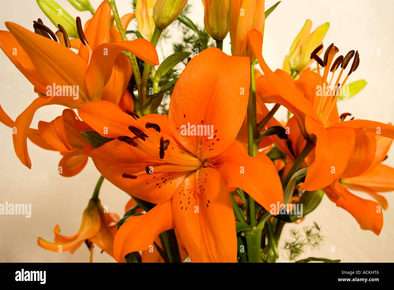 Hybrids hi-res stock photography and images - Alamy