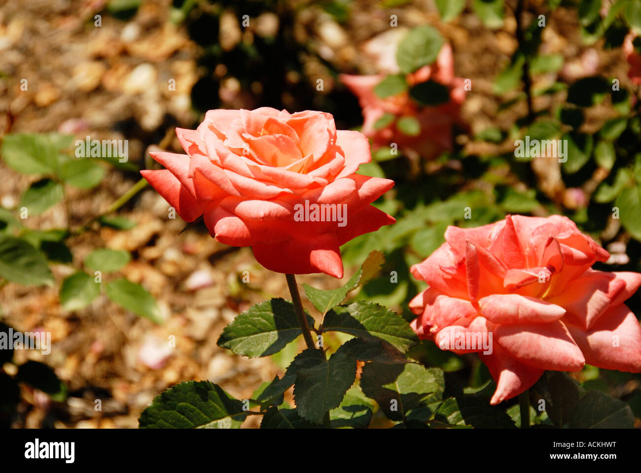 Seashell rose hi-res stock photography and images - Alamy