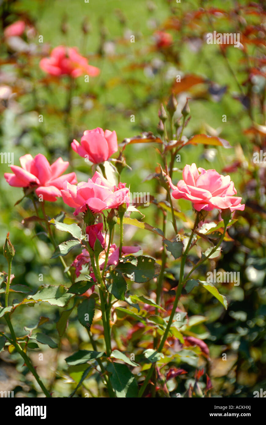 Vogue rose hi-res stock photography and images - Alamy