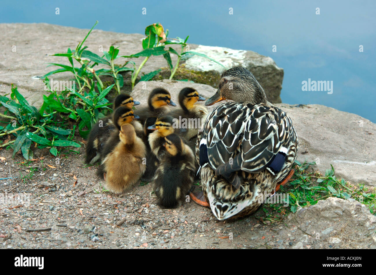 Female Mallard Duck With Her Young Ducklings.(Anas platyrhynchos Stock ...