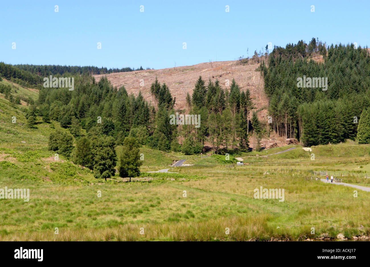 Clear felled hillside in the Tywi Forest at Abergwesyn Common Powys ...