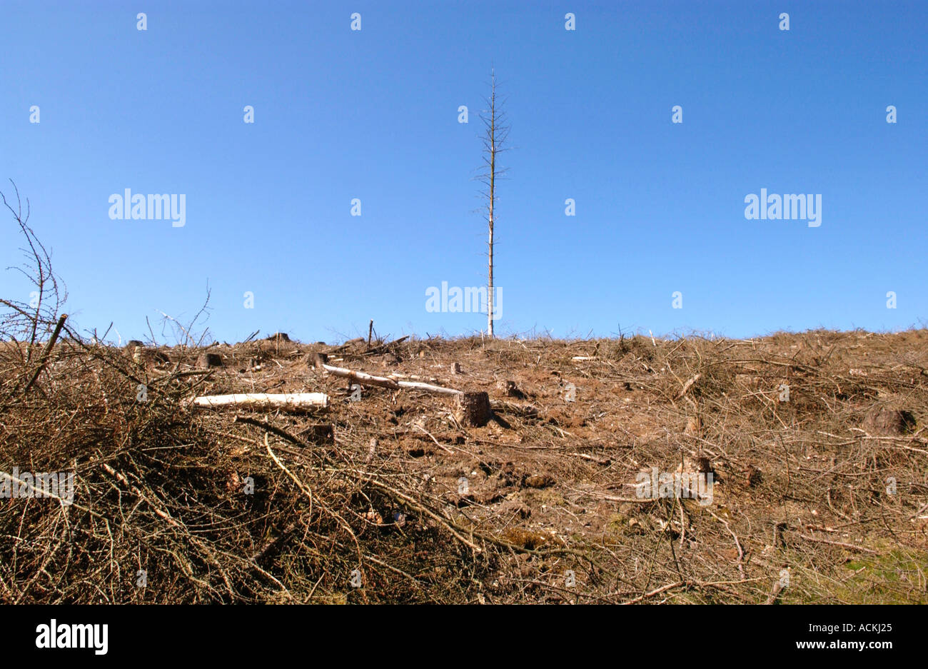 Timber clear felled on hillside in the Tywi Forest near Abergwesyn ...