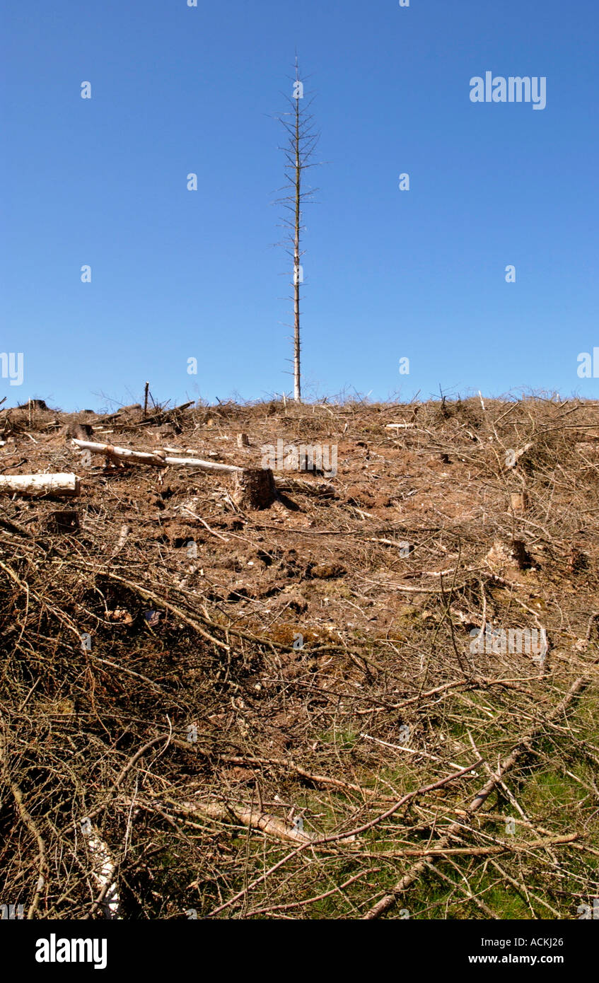 Tywi Forest High Resolution Stock Photography and Images - Alamy