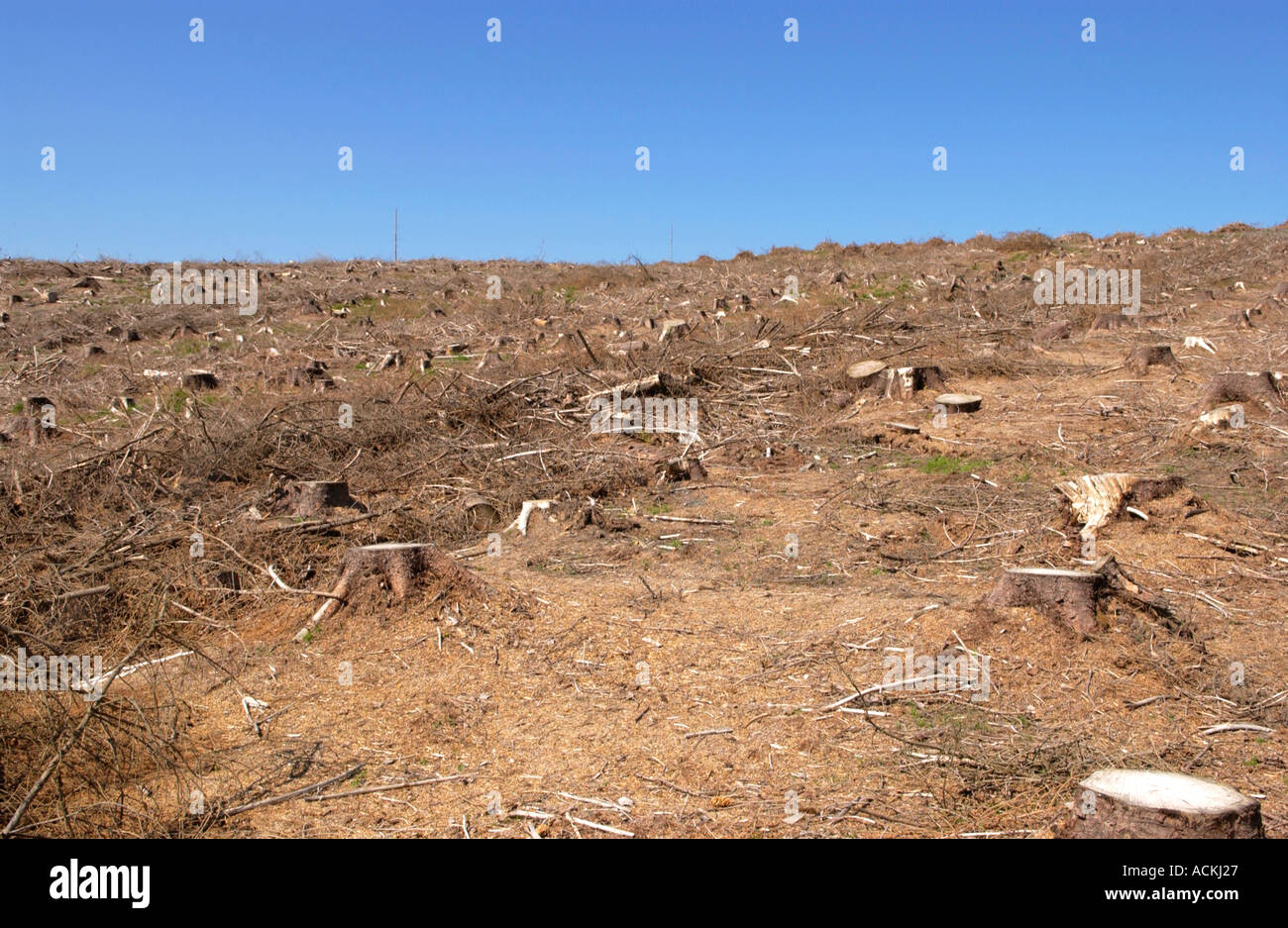 Timber clear felled on hillside in the Tywi Forest near Abergwesyn ...