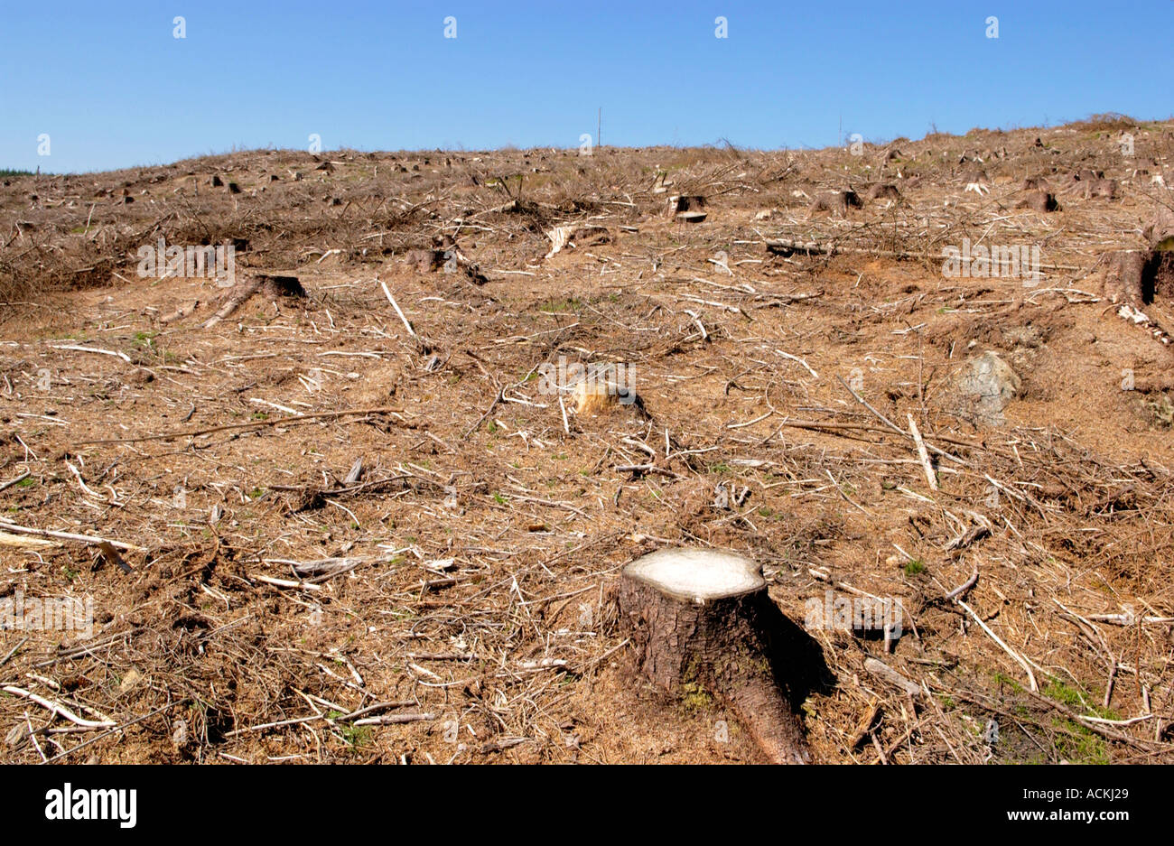 Timber clear felled on hillside in the Tywi Forest near Abergwesyn ...