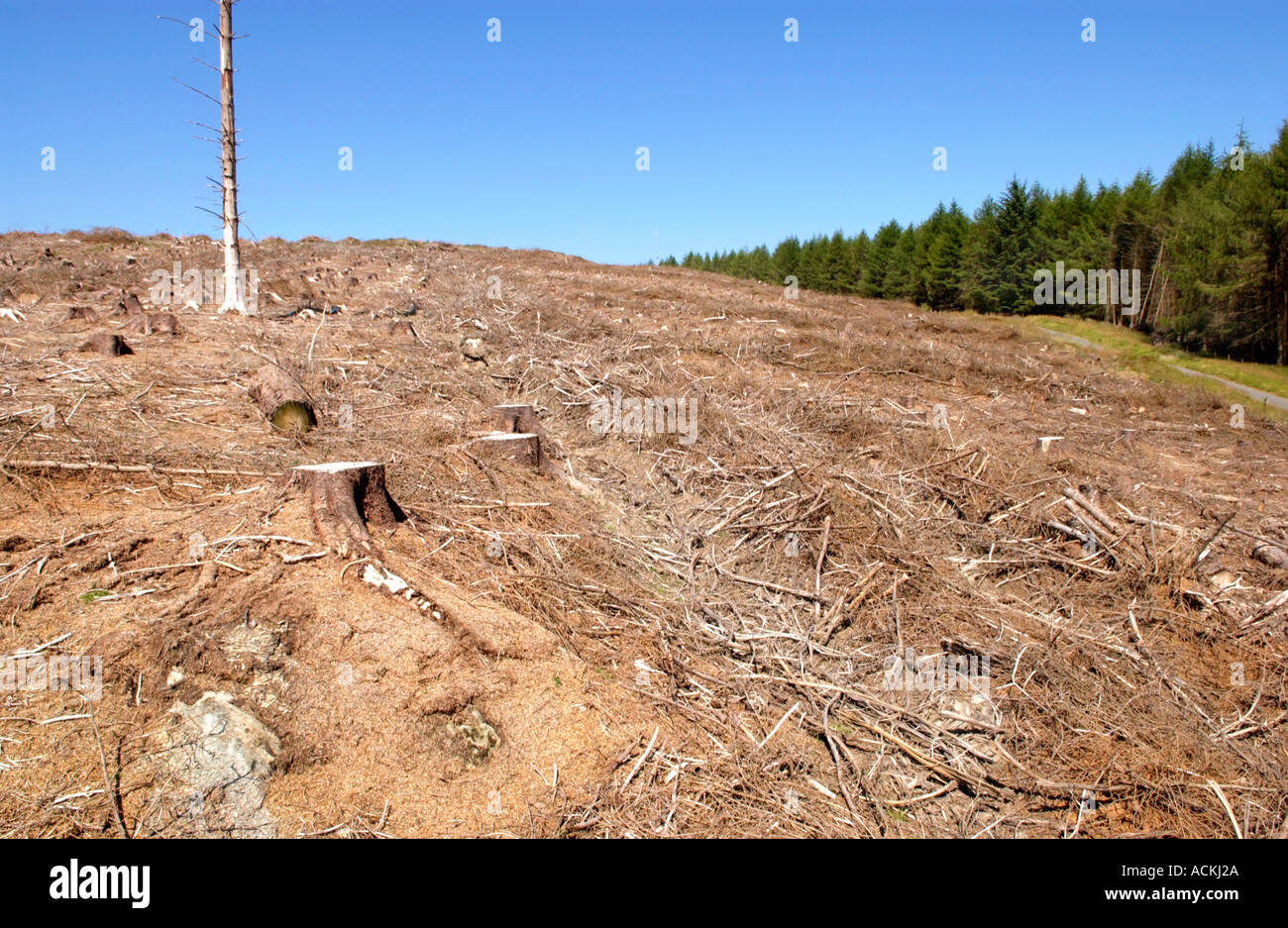 Tywi forest hi-res stock photography and images - Alamy