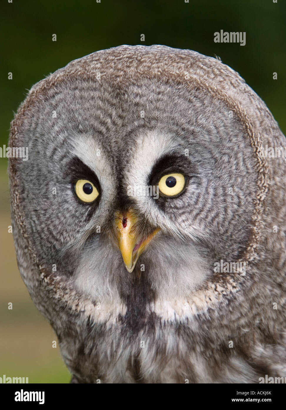 Owl with beak open hi-res stock photography and images - Alamy