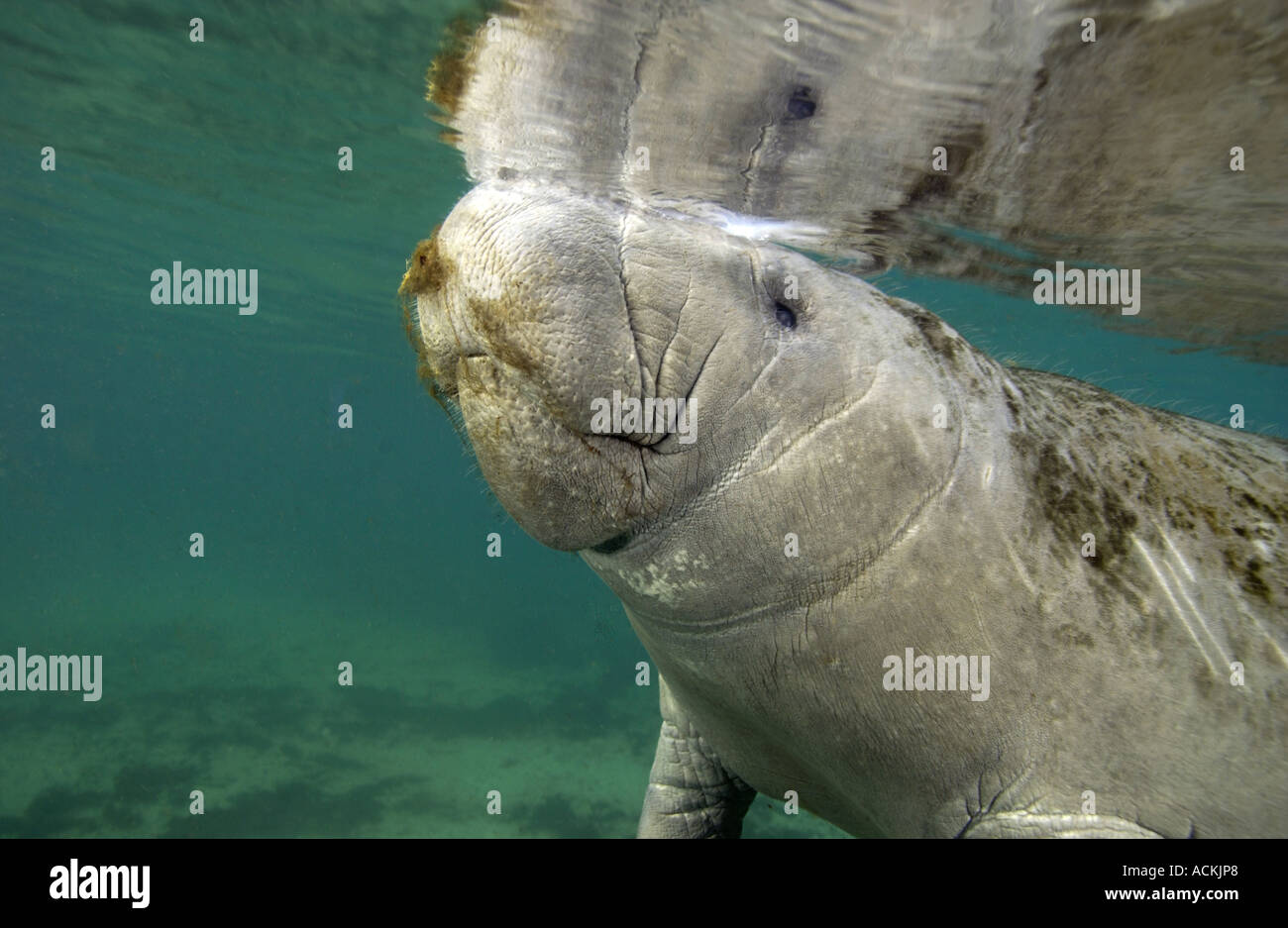 Underwater Springs High Resolution Stock Photography and Images - Alamy