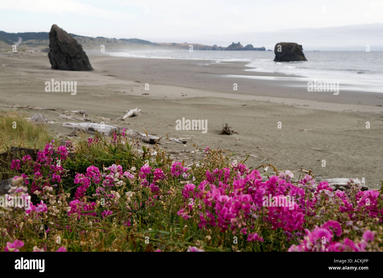 Meyers Creek Beach, Pistol River State Park, Oregon Stock Photo - Alamy