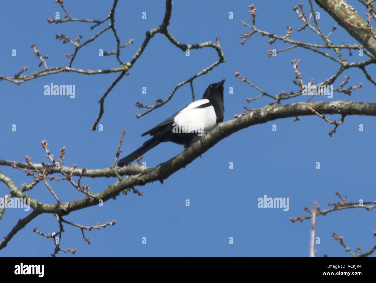 Magpie in tree hi-res stock photography and images - Alamy