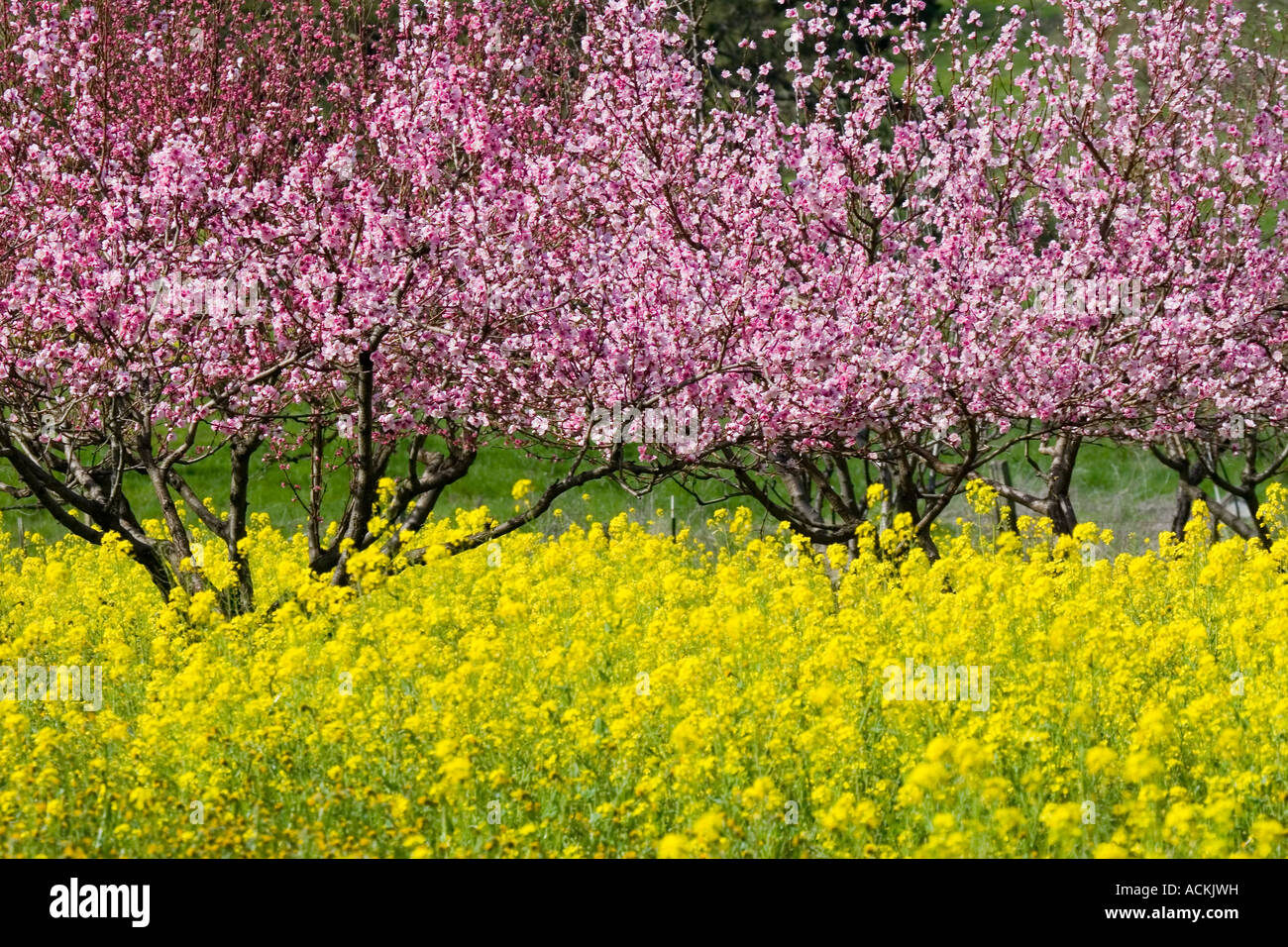 Mustard tree hi-res stock photography and images - Alamy