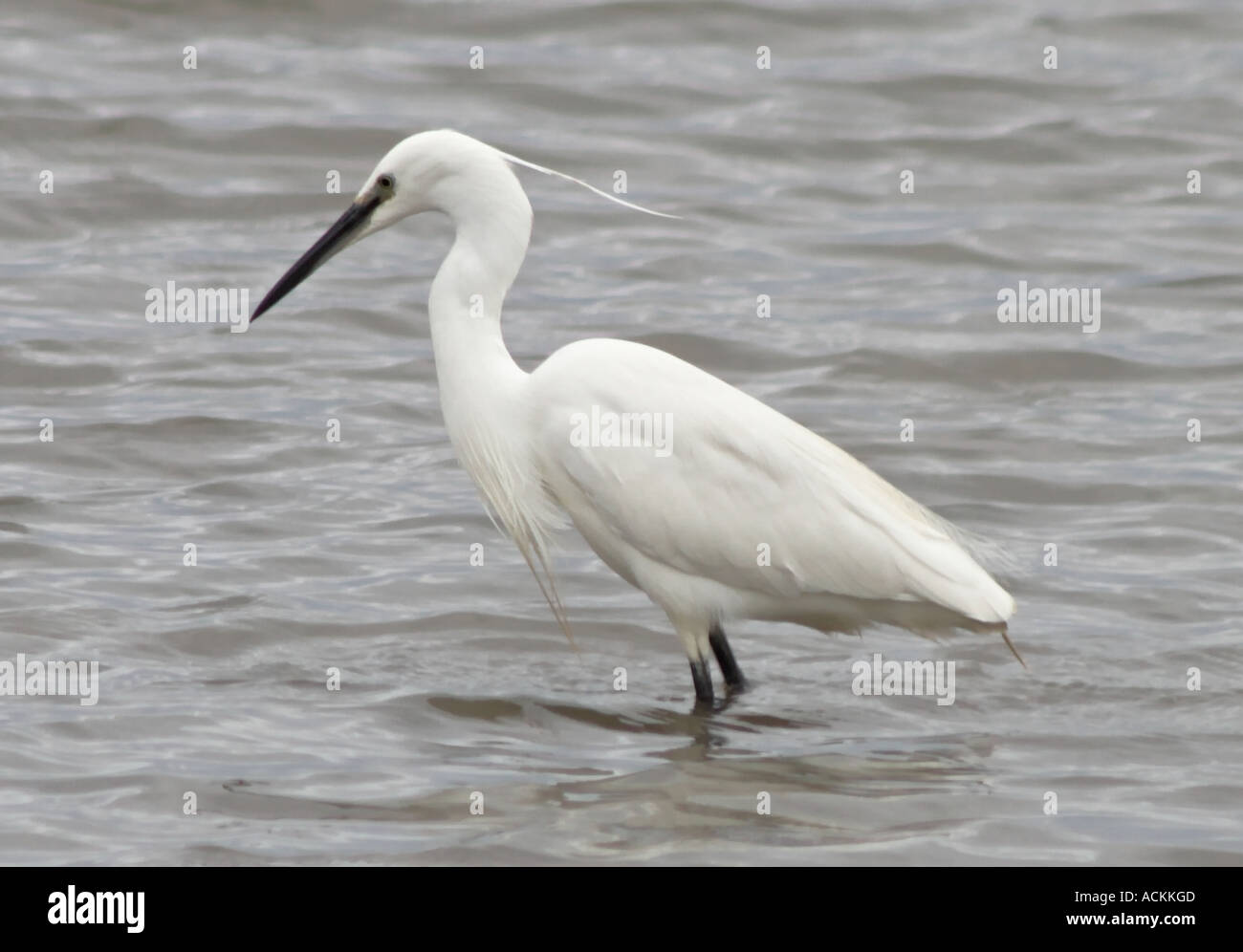 Lone white Little Egret heron family Stock Photo - Alamy