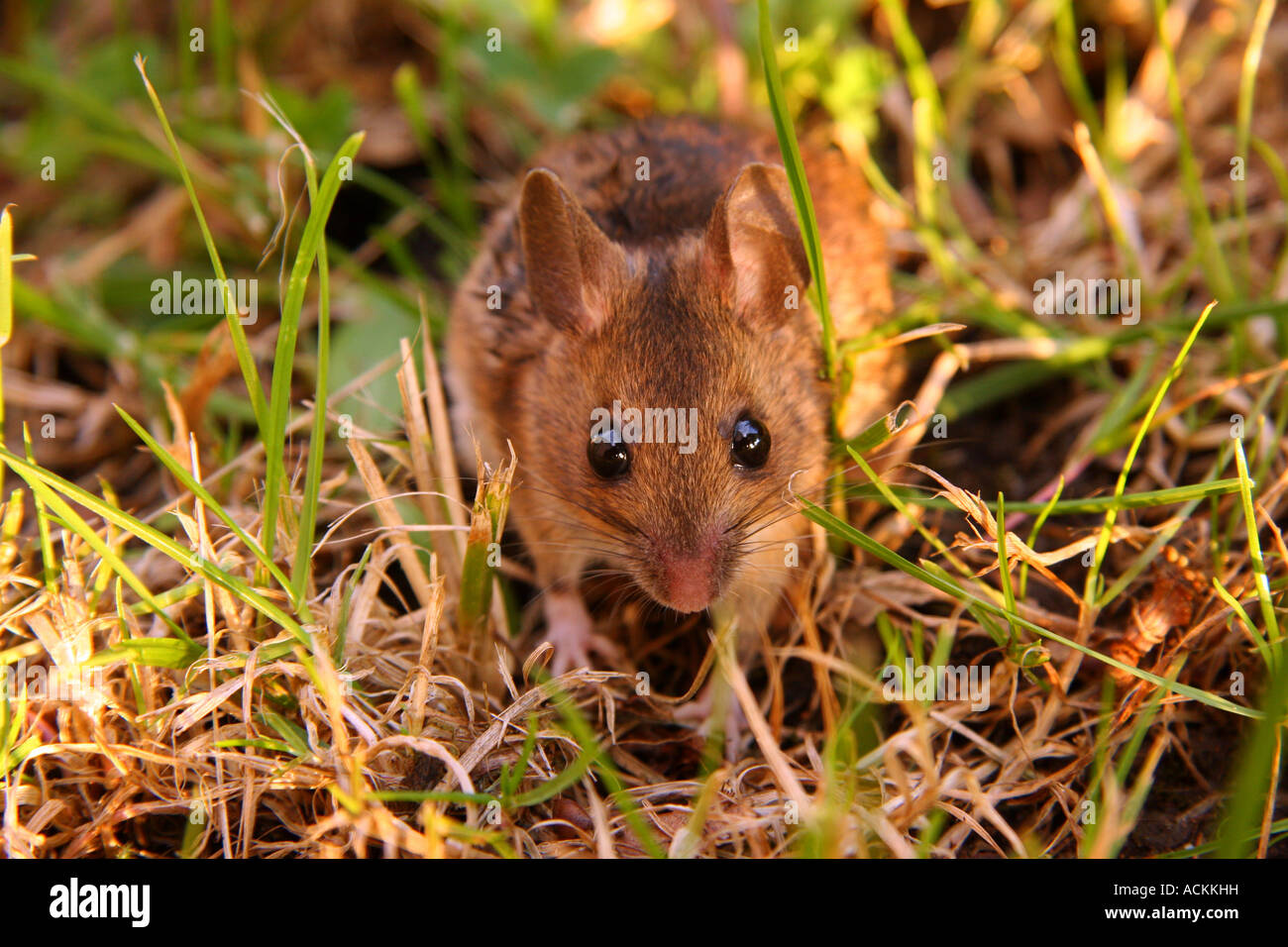 Scared mouse hi-res stock photography and images - Alamy