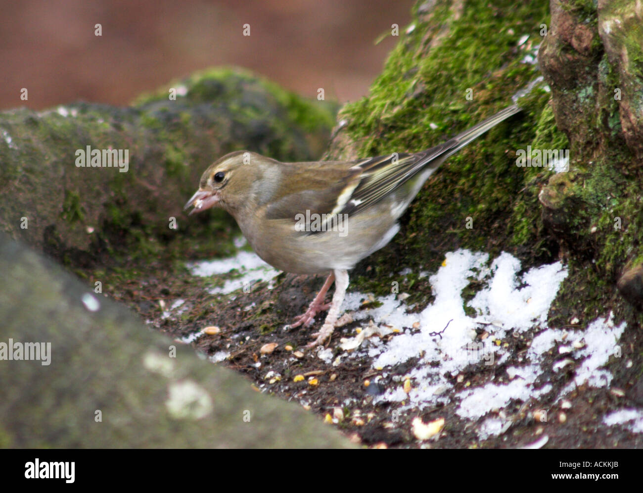 Female chaffinch bird snow hi-res stock photography and images - Alamy