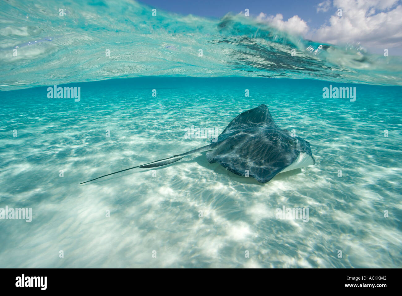 Under over photo of stingrays underwater at Sandbar site in North Sound ...