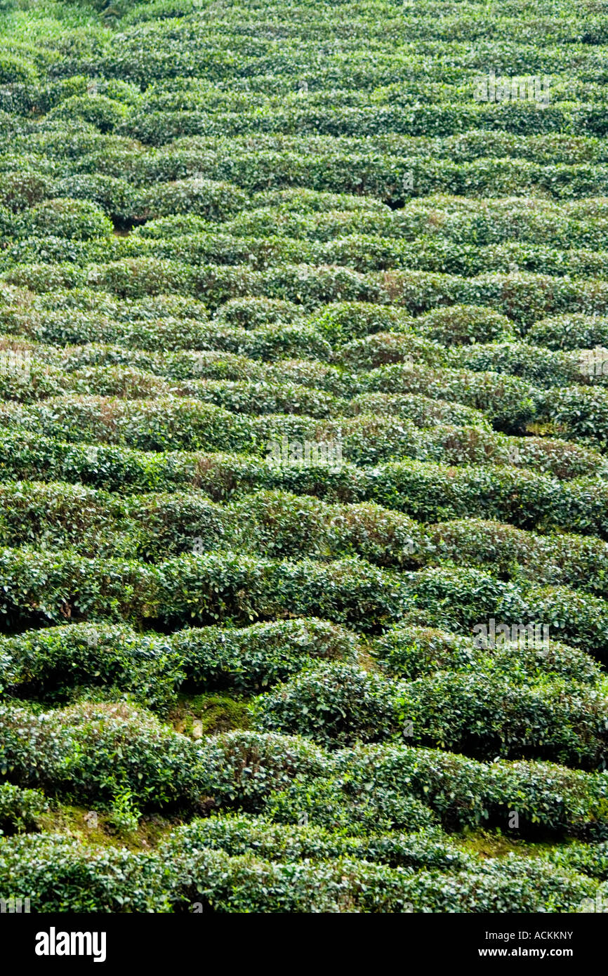 Longjing tea plantation hangzhou hi-res stock photography and images ...