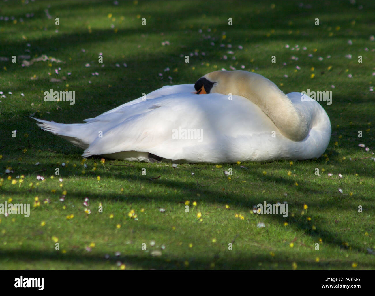 Sleeping graceful swan on summers day hi-res stock photography and ...