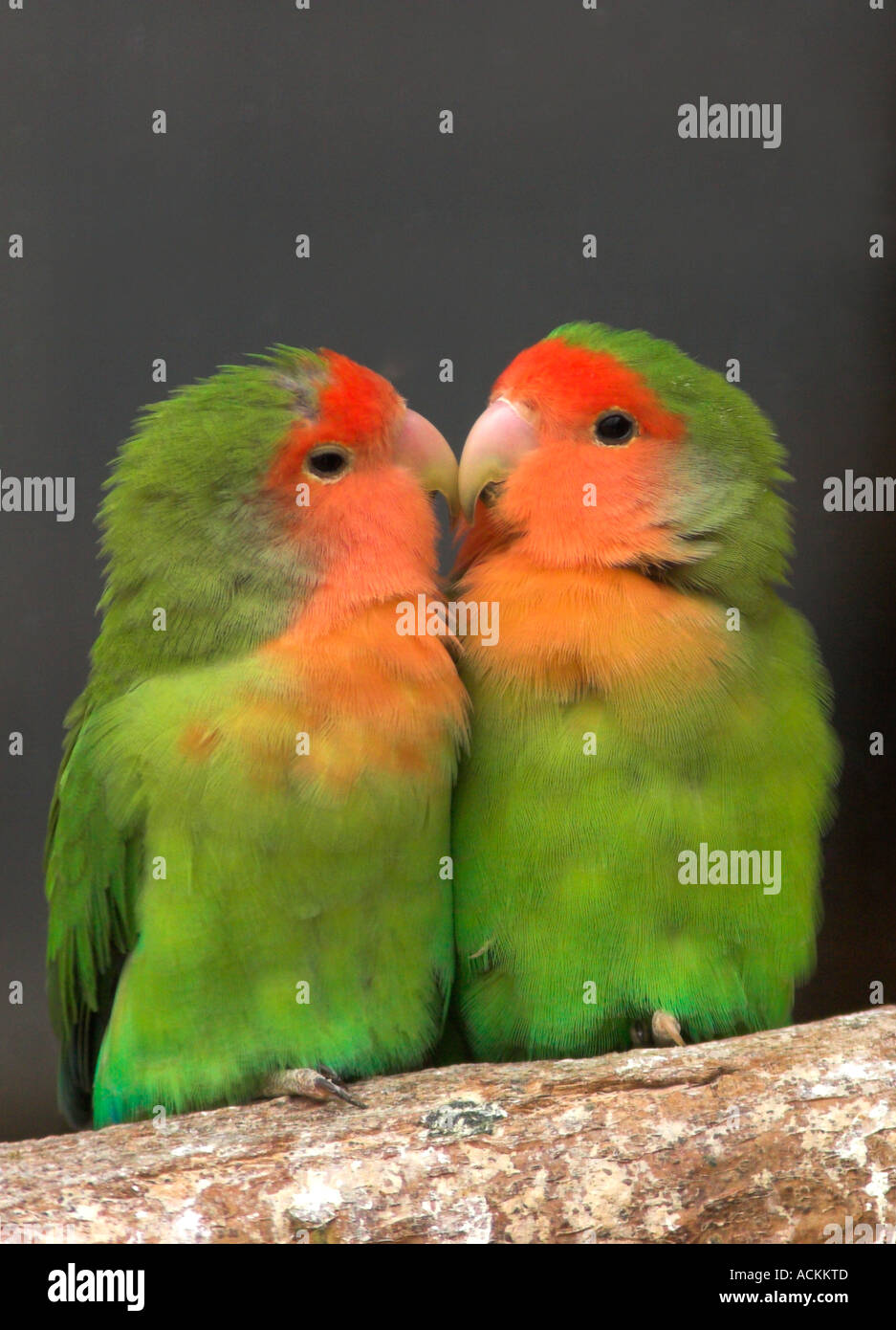 Peach Faced Lovebird