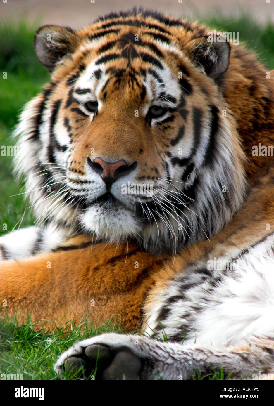 Tiger Paw With Claws Ripping