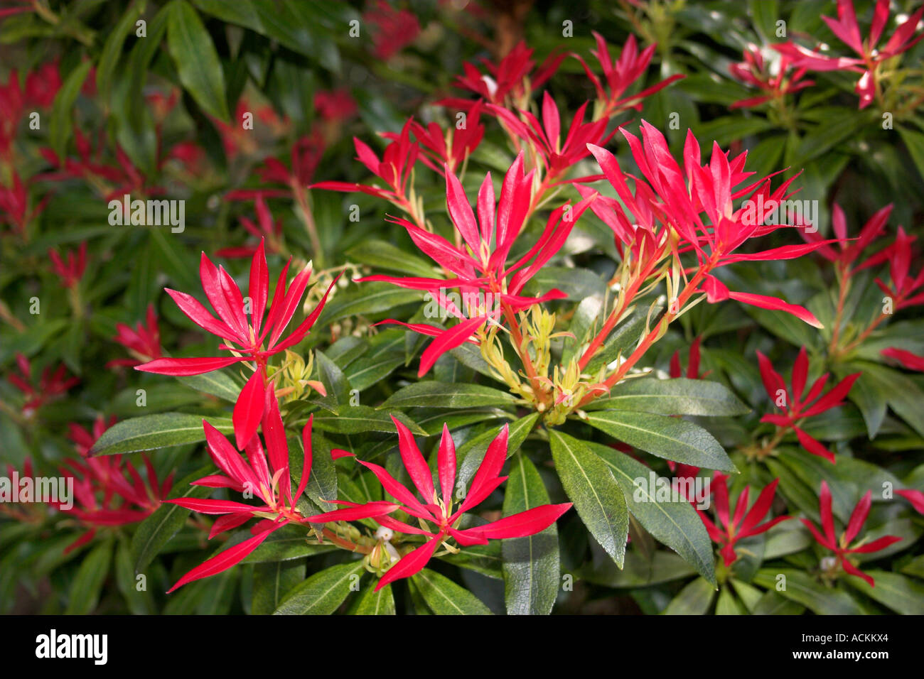 Flame of the Forest Shrub Stock Photo - Alamy