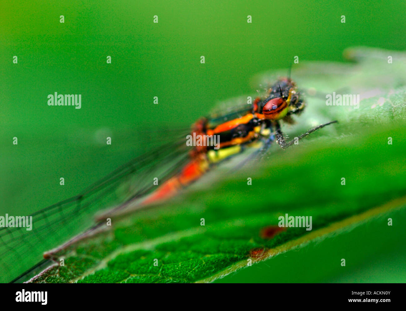 A Portrait Of A Large Red Damselfly.(Pyrrhosoma nymphula Stock Photo ...
