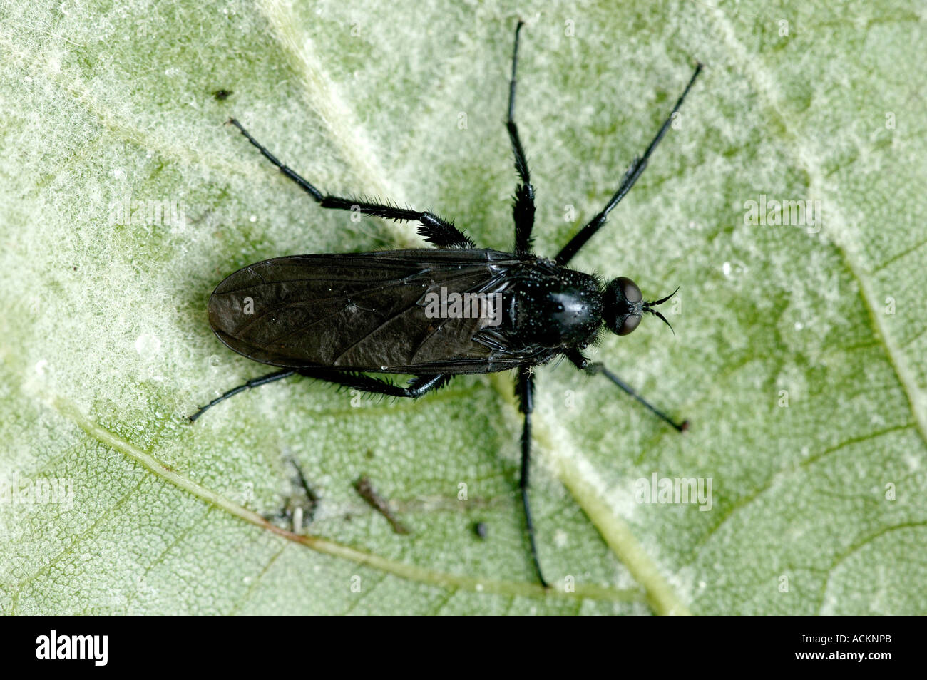 St. Mark's Fly Stock Photo - Alamy