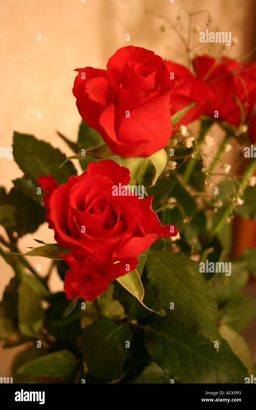 Red Roses Flowers Stock Photo - Alamy