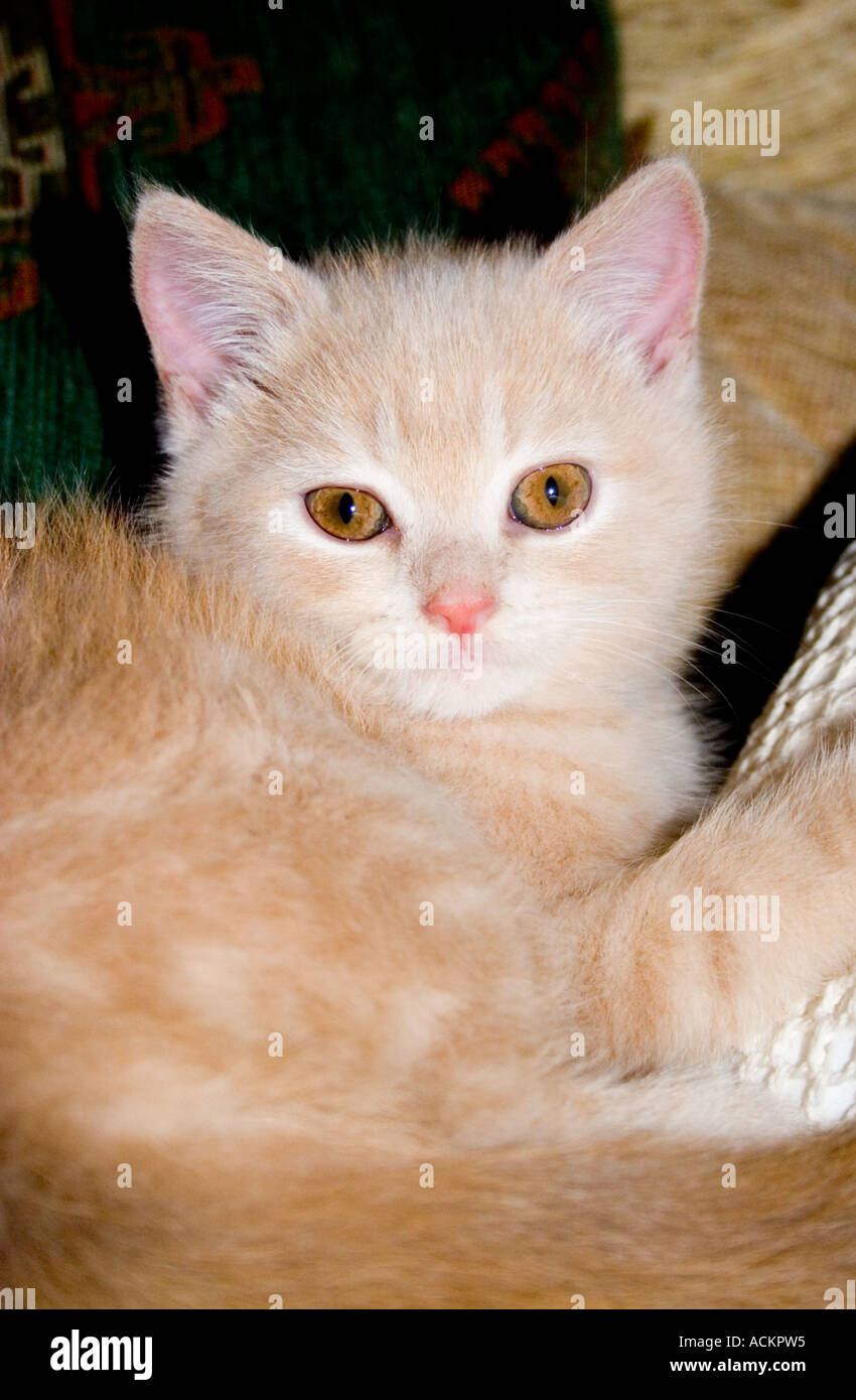 Calendar kitten hi-res stock photography and images - Alamy