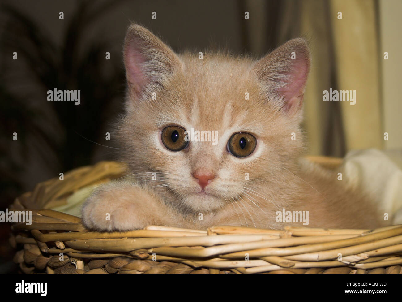 Female Kitten in Basket Stock Photo - Alamy