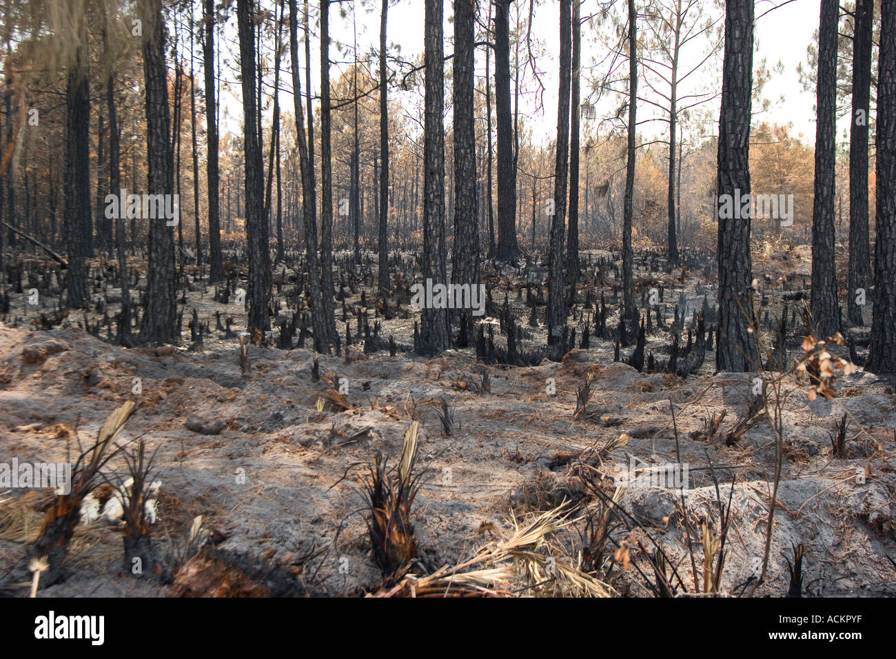 Forest fires burn many acres of timber each year in Florida, USA Stock ...