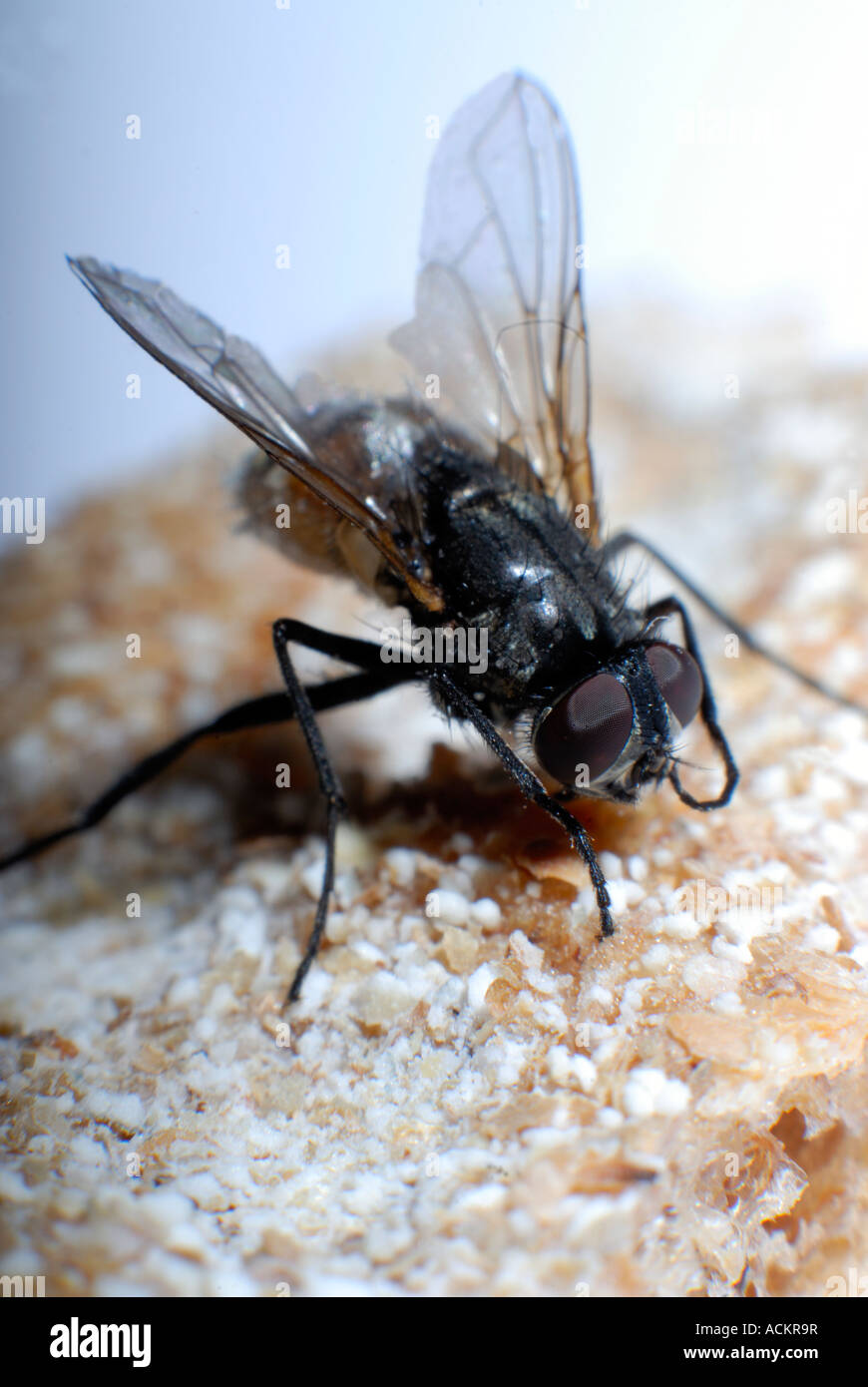 Infestation flies on food hi-res stock photography and images - Alamy