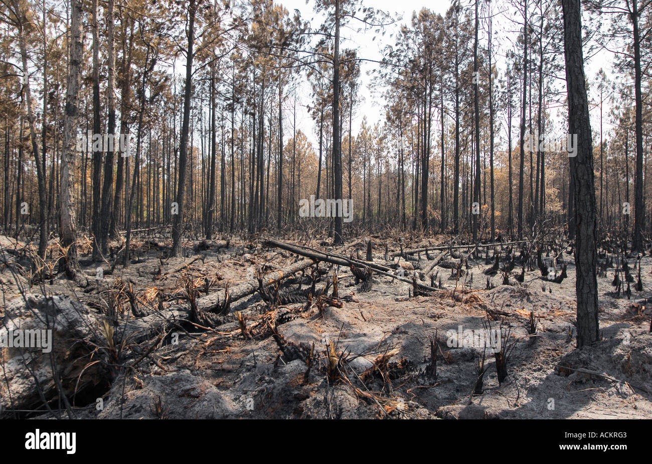 Forest fires burn many acres of timber each year in Florida, USA Stock ...