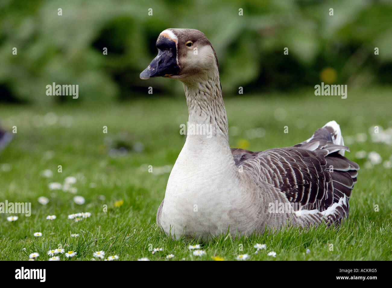 Brown African Goose Stock Photo - Alamy