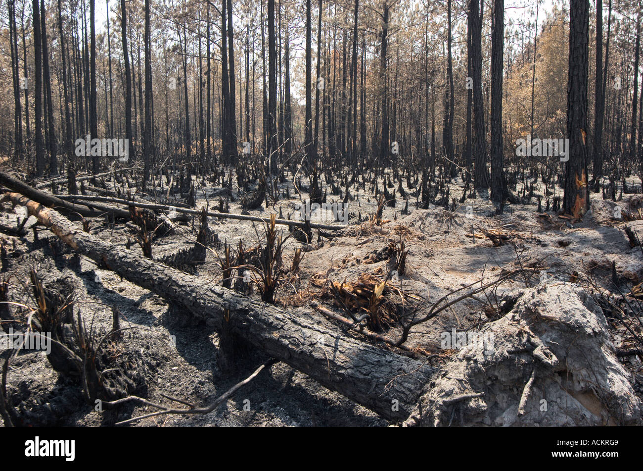 Forest fires burn many acres of timber each year in Florida, USA Stock ...
