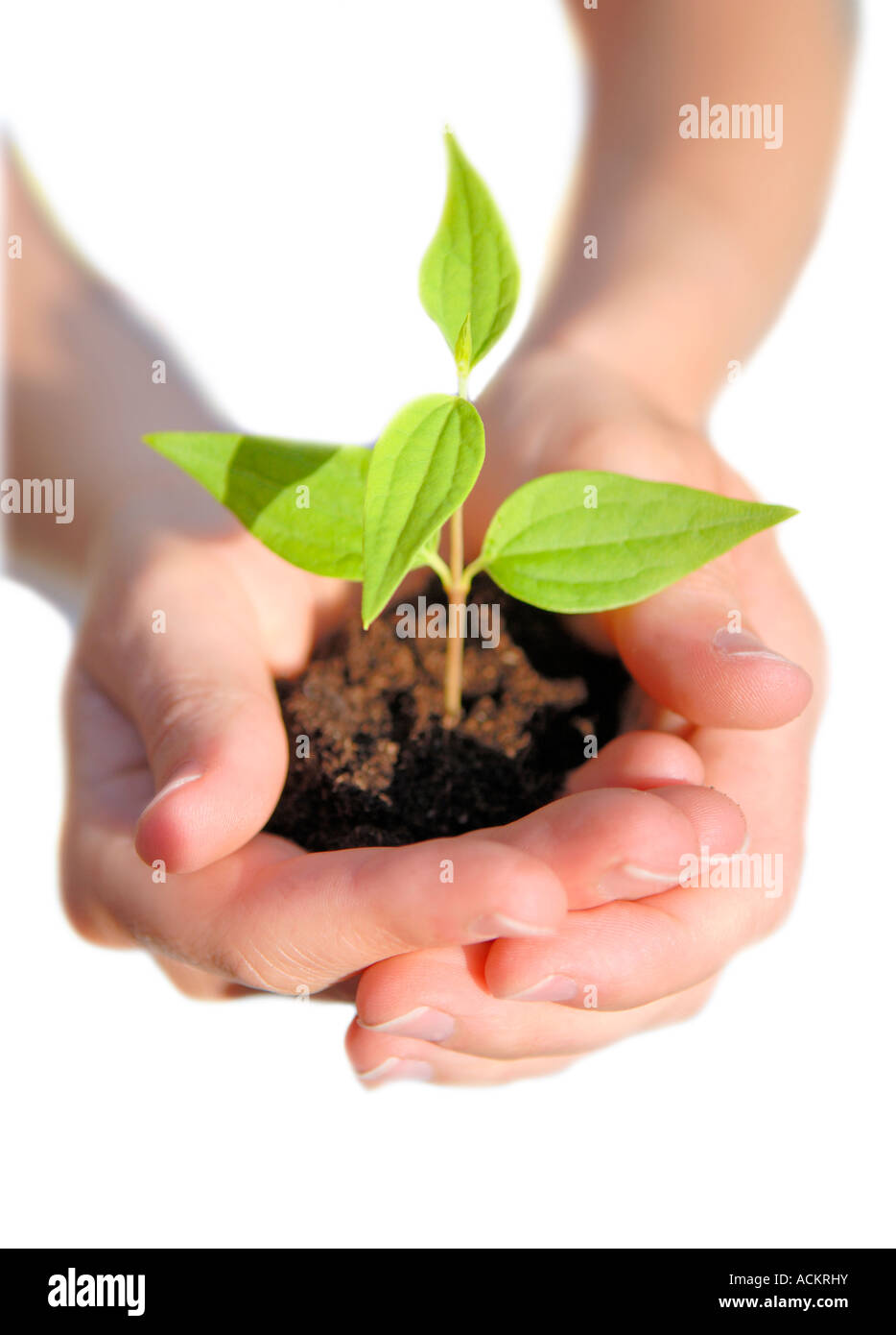 Hands holding young plant Stock Photo - Alamy