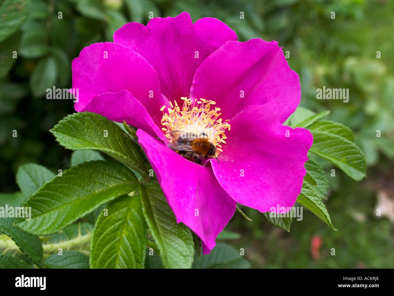 Deep pink Dog Rose Rosa canina with bee Stock Photo - Alamy
