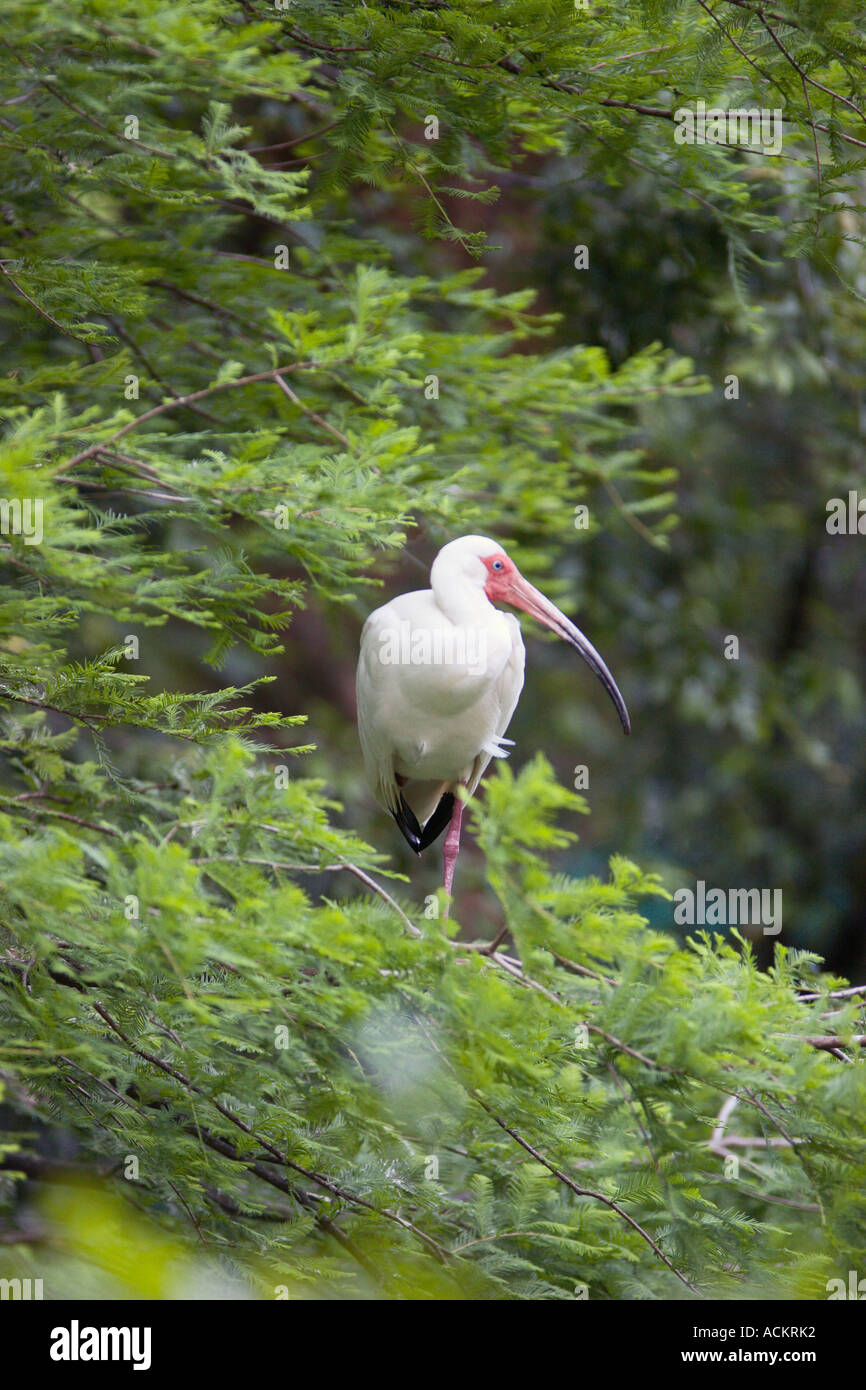 White Ibis perched on one leg on tree branch in Central Florida, USA ...